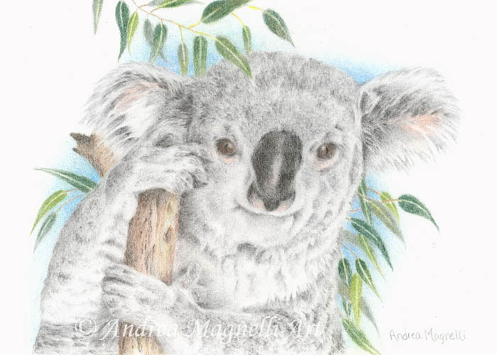 "Smiling Koala" - Andrea Magnelli Art Studio